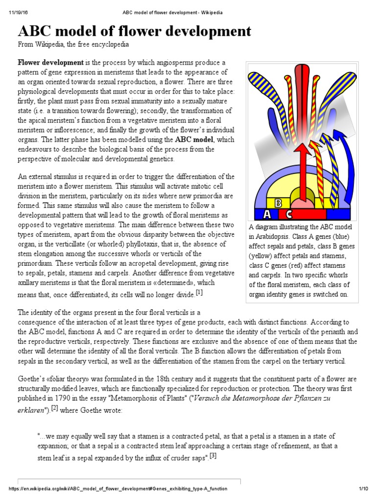 ABC Model of Flower Development - Wikipedia | PDF | Branches Of Botany ...