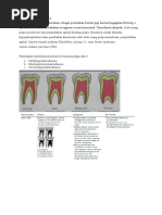 Tabel Waktu Erupsi Gigi | PDF | Seni & Disiplin Bahasa | Kajian Bahasa ...