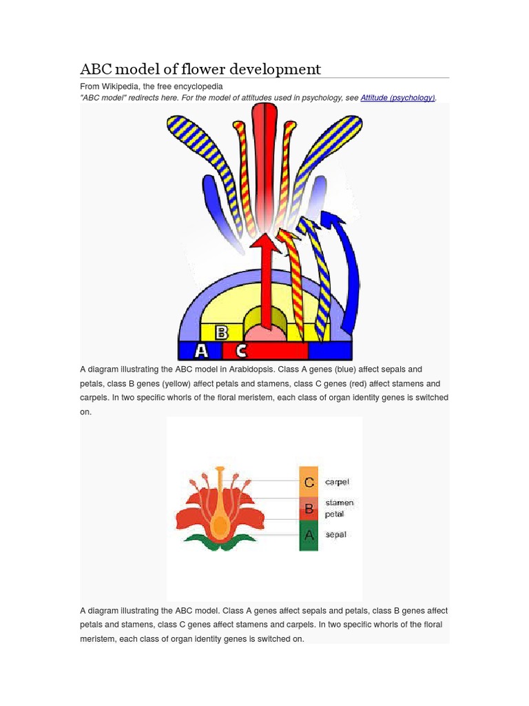 ABC Model of Flower Development | PDF | Biological Processes ...