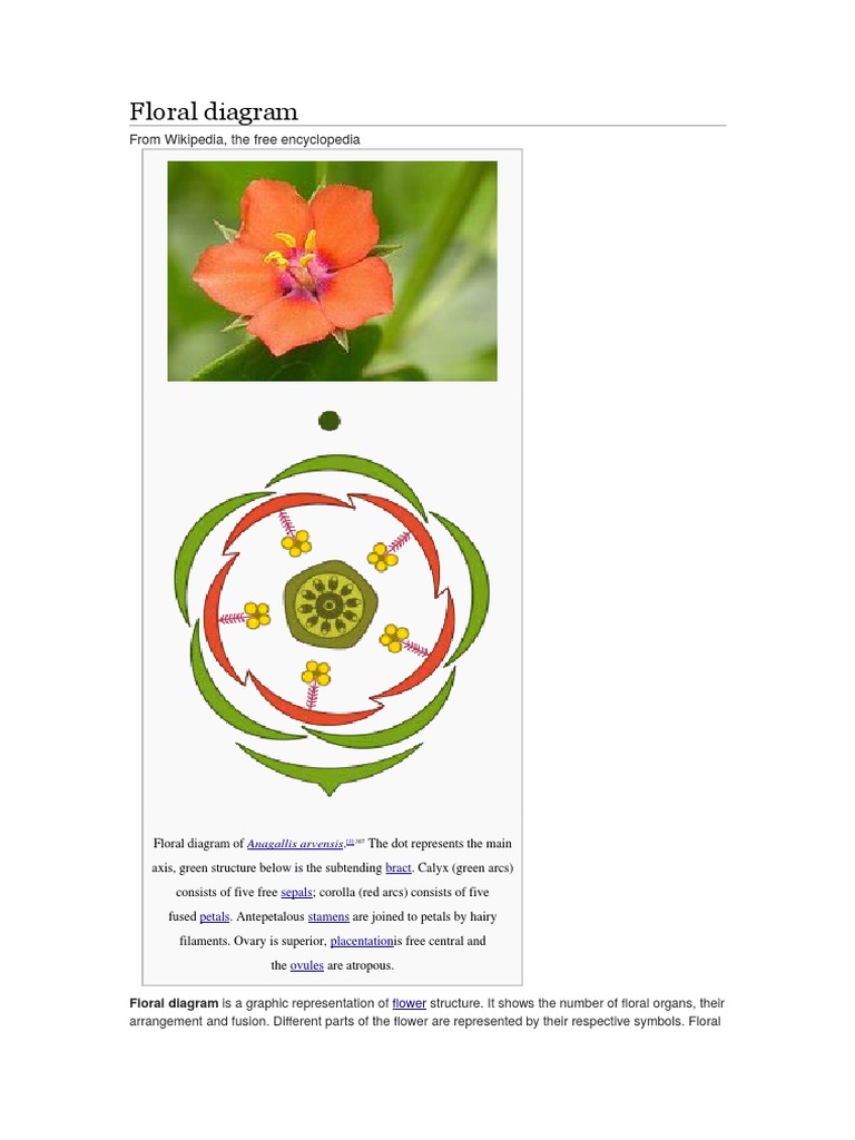 Floral Diagram | Flowers | Plants