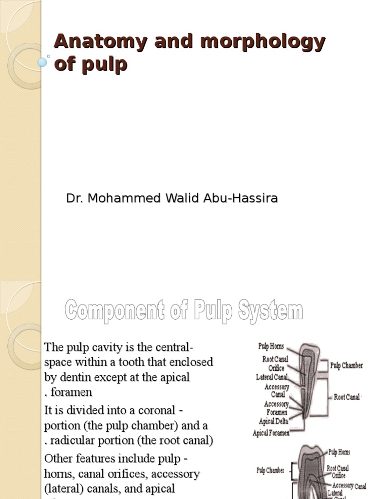 1-Anatomy and Morphology of Pulp | PDF | Dentin | Tooth