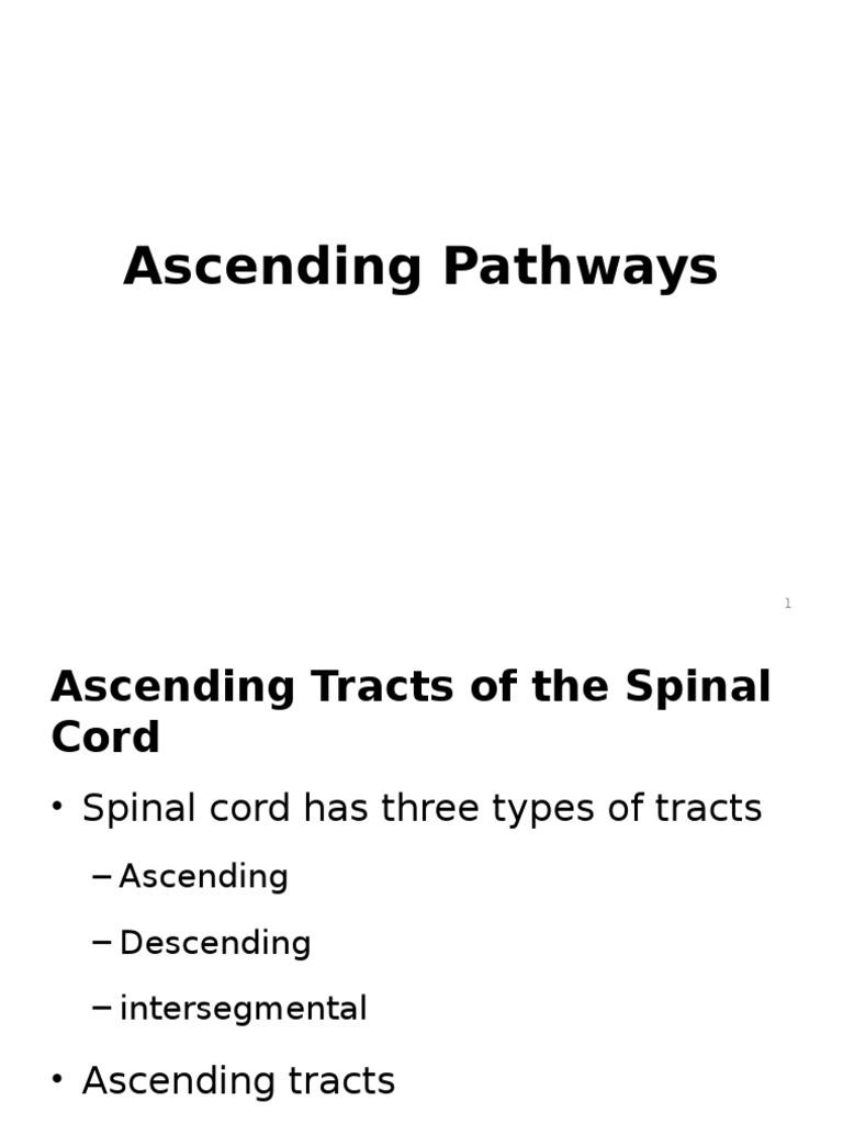 11.ascending Pathways | PDF | Spinal Cord | Somatosensory System