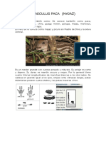 La Guartinaja | PDF | Roedor | Organismos