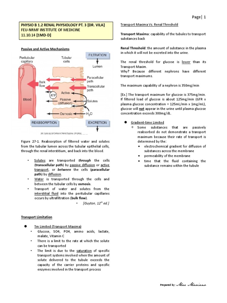 (PHYSIO B) 1.2 Renal Physio Pt. 3 | PDF | Kidney | Physiology