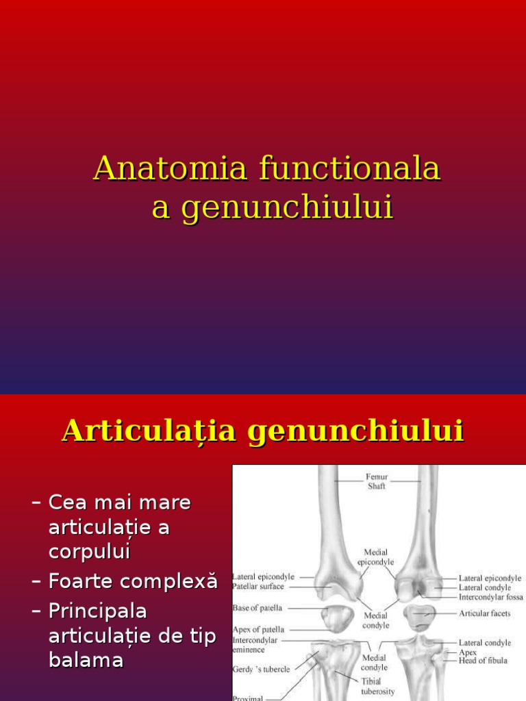 Curs 3 - Anatomia Functionala a Genunchiului