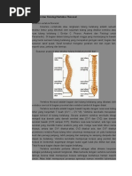 Anatomi Dan Fisiologi Vertebrae Cervical | PDF