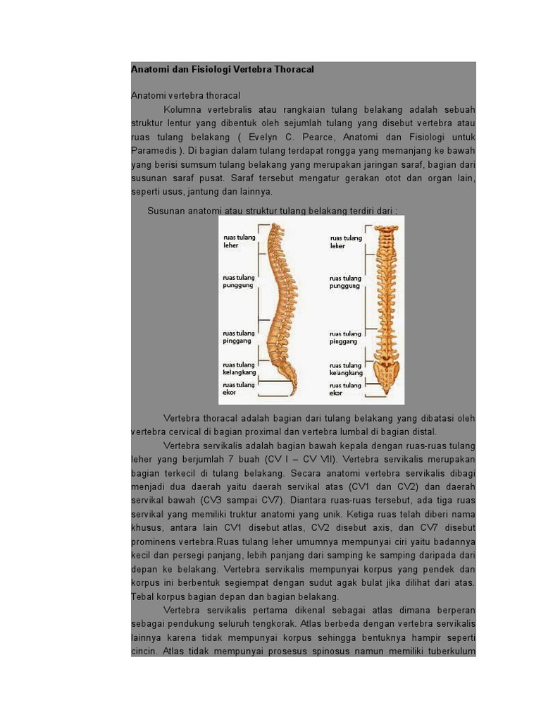 Anatomi Dan Fisiologi Vertebra Thoracal | PDF