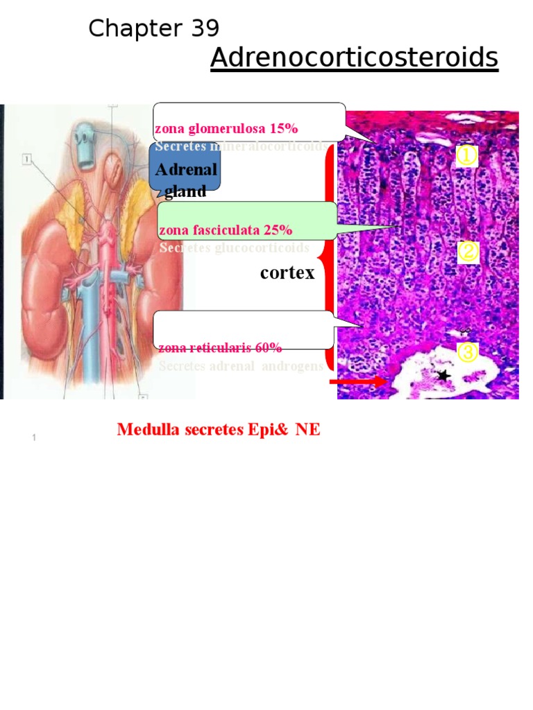1-Adrenocorticosteroids chapter39 | Adrenal Gland | Cortisol