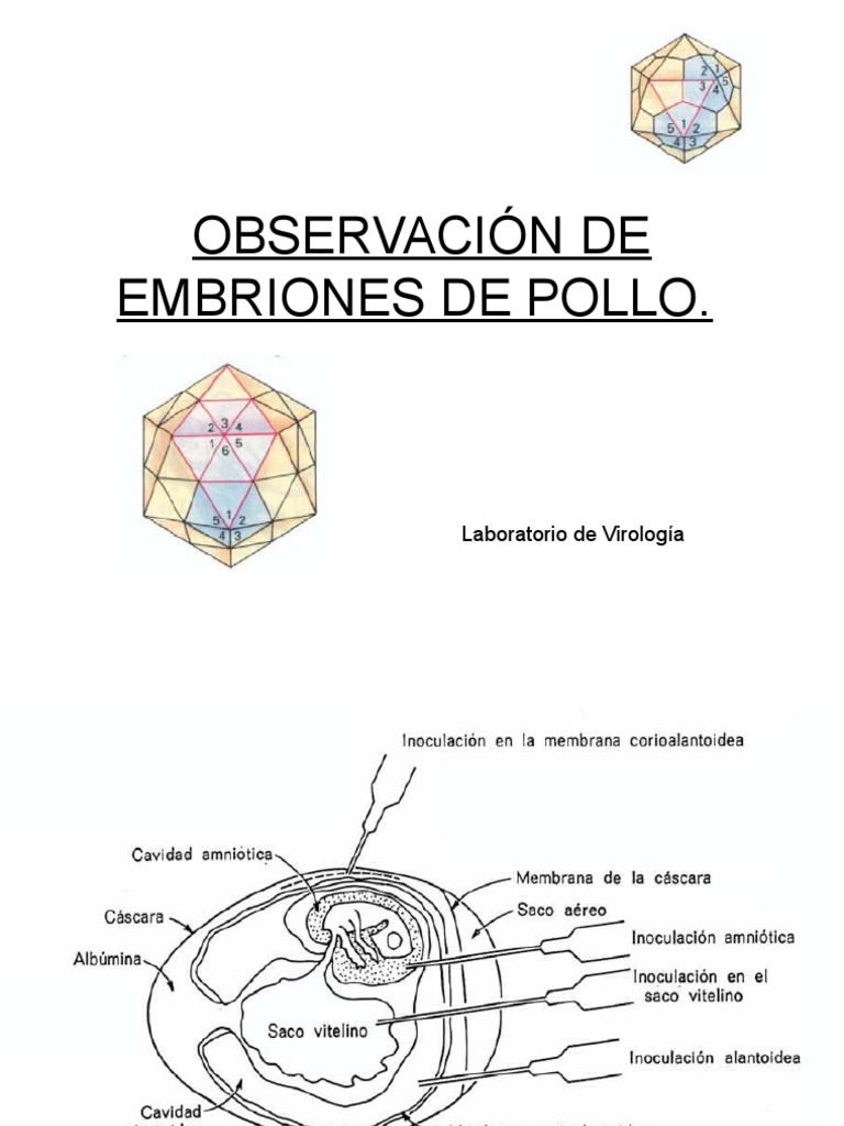 G) Observaciã"n de Embriones de Pollo | PDF | Influenza | Pollo