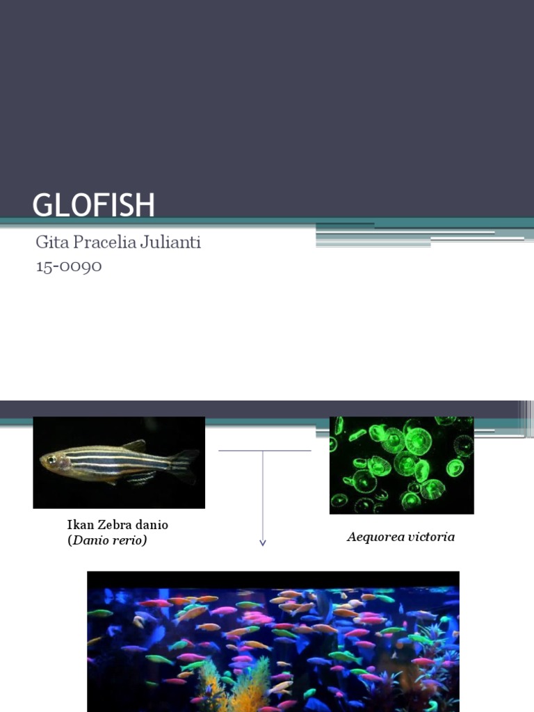 GLOFISH | PDF