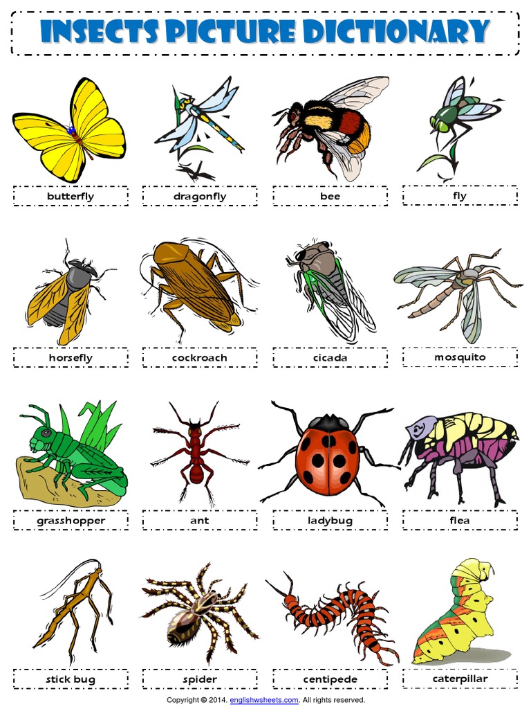 Insects PDF | PDF | Science & Mathematics