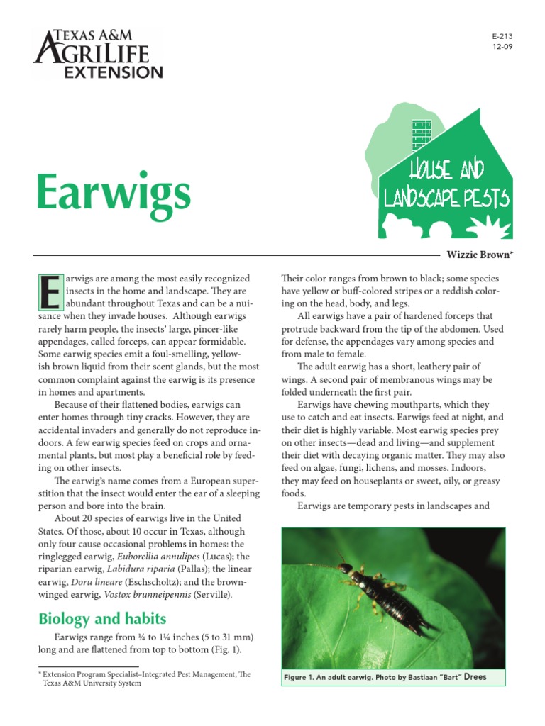 Earwigs: Biology and Habits | PDF | Insecticide | Insects