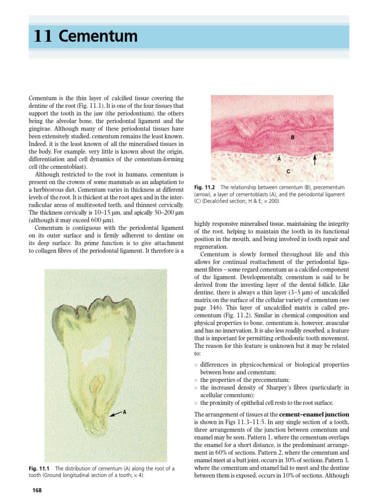 cementum.pdf | Dentin | Human Tooth