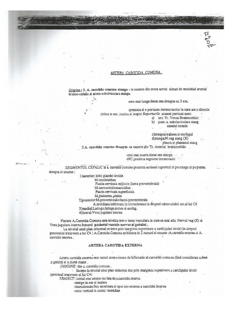 Artera Carotida Comuna, Externa | PDF