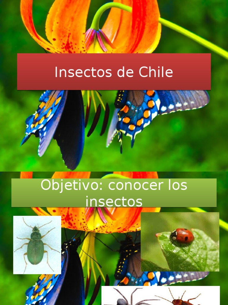 Insectos de Chile | PDF
