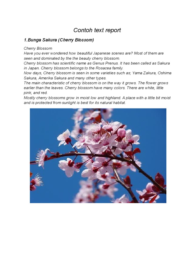 Contoh Text Report | PDF | Orchidaceae | Gardening