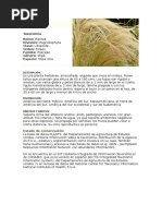 Stipa Ichu | PDF | Plantas | Organismos