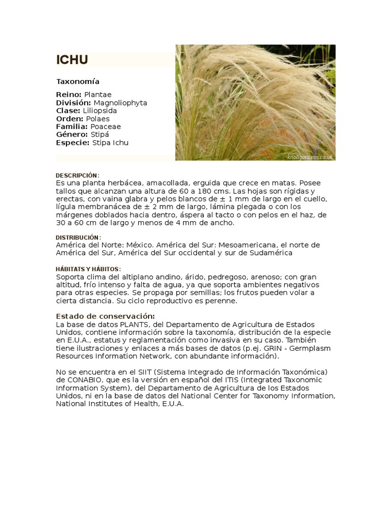 Ichu | PDF