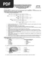 Crucigrama Sistema Nervioso PDF | PDF | Sistema nervioso | Sistema ...