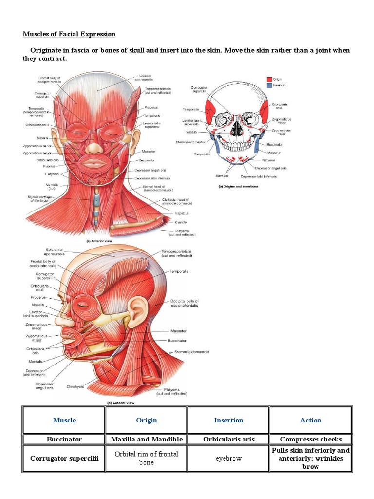 Anatomy of Facial and Neck Muscles | PDF | Foot | Pelvis