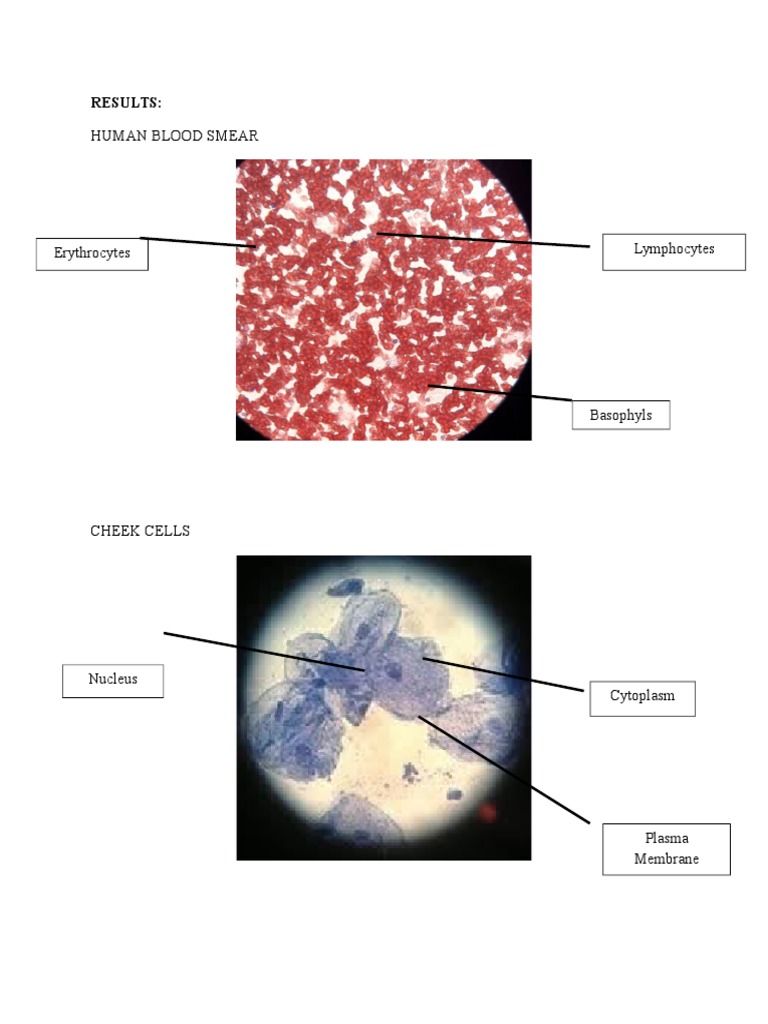 Cell Diagram Components Explained | PDF | Science & Mathematics