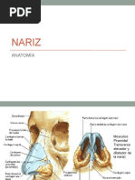 Anatomía y Fisiología de Nariz y Senos Paranasales | PDF | Nariz humana | Otorrinolaringología