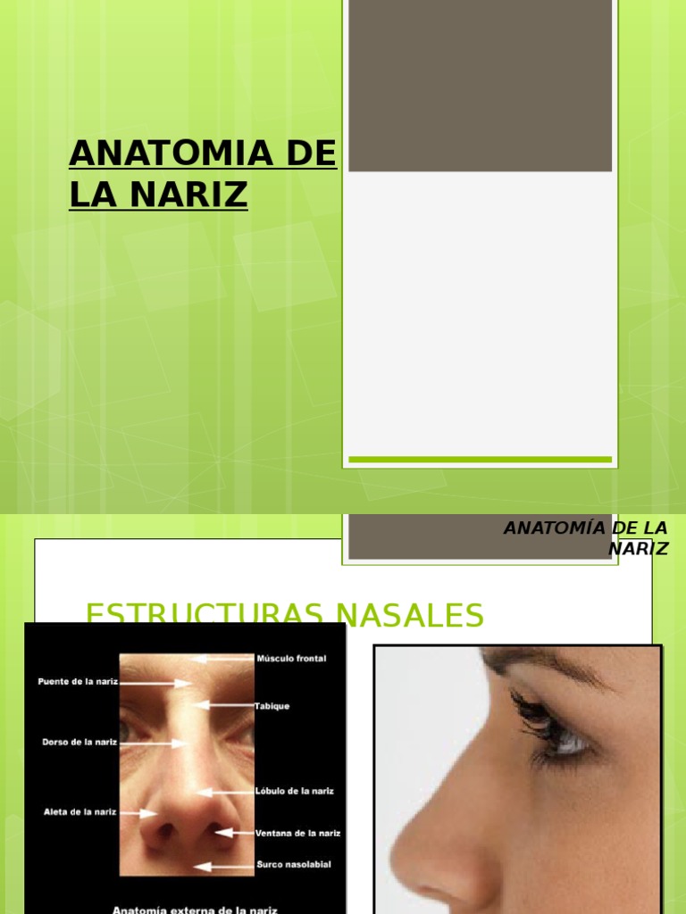 Anatomia de La Nariz | PDF | Anatomía humana | Cabeza y cuello humanos