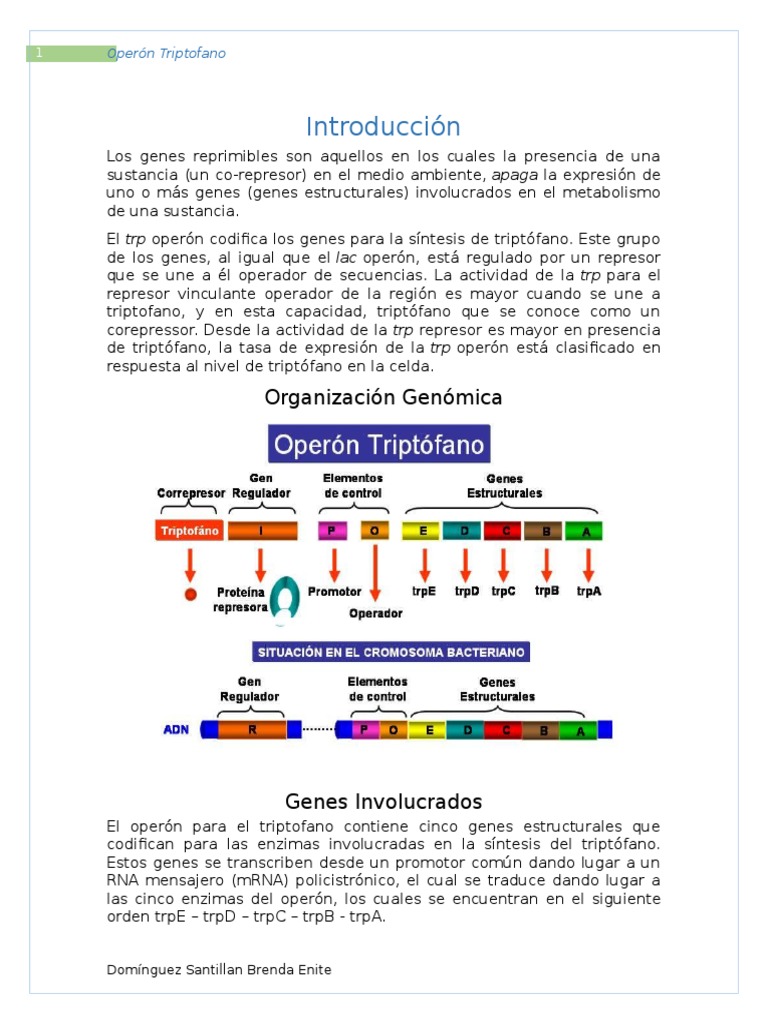 Regulación del Operón Triptófano | PDF | Operón | Gene