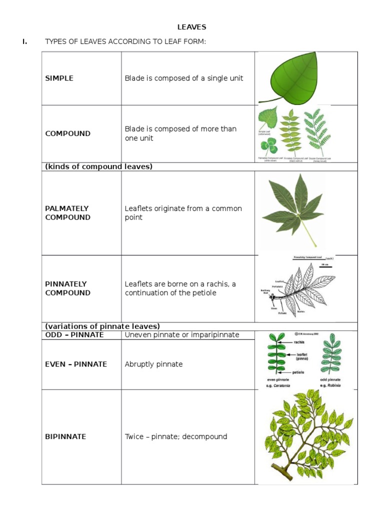 Leaves | PDF | Plants | Botany
