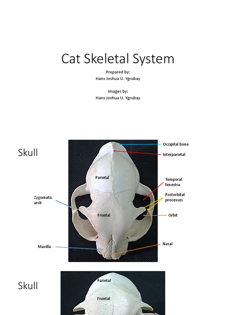 Cat Skeletal System | Limbs (Anatomy) | Human Anatomy