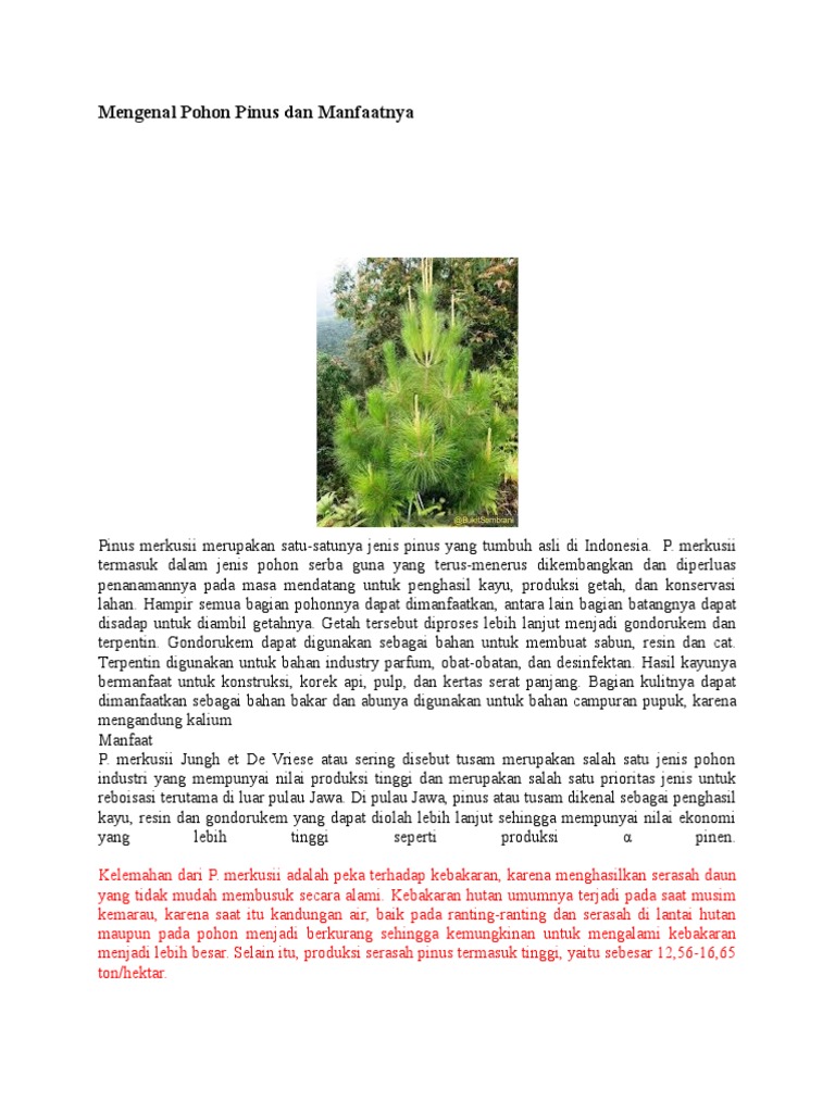 Manfaat dan Deskripsi Pohon Pinus | PDF