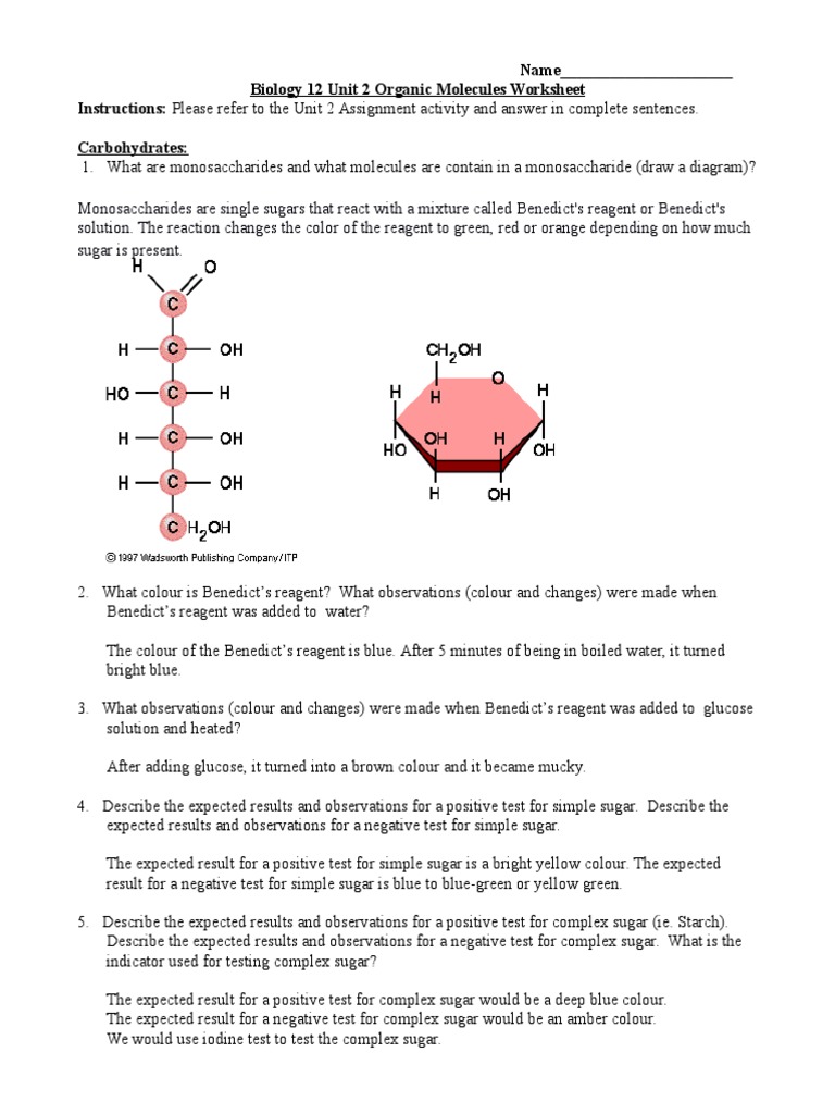 Organic Molecules Lab Worksheet | Download Free PDF | Carbohydrates ...