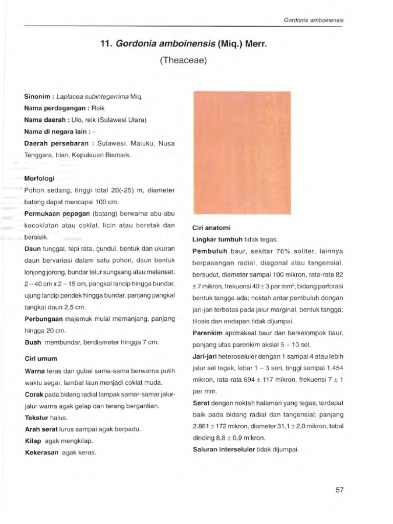 Risalah Atlas Kayu Indonesia Jilid III-2-scan N Compres PDF | PDF