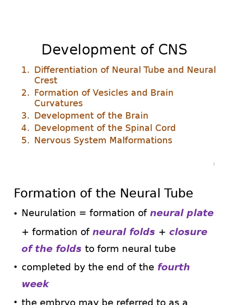 4.development of CNS | PDF | Vertebral Column | Cerebrum