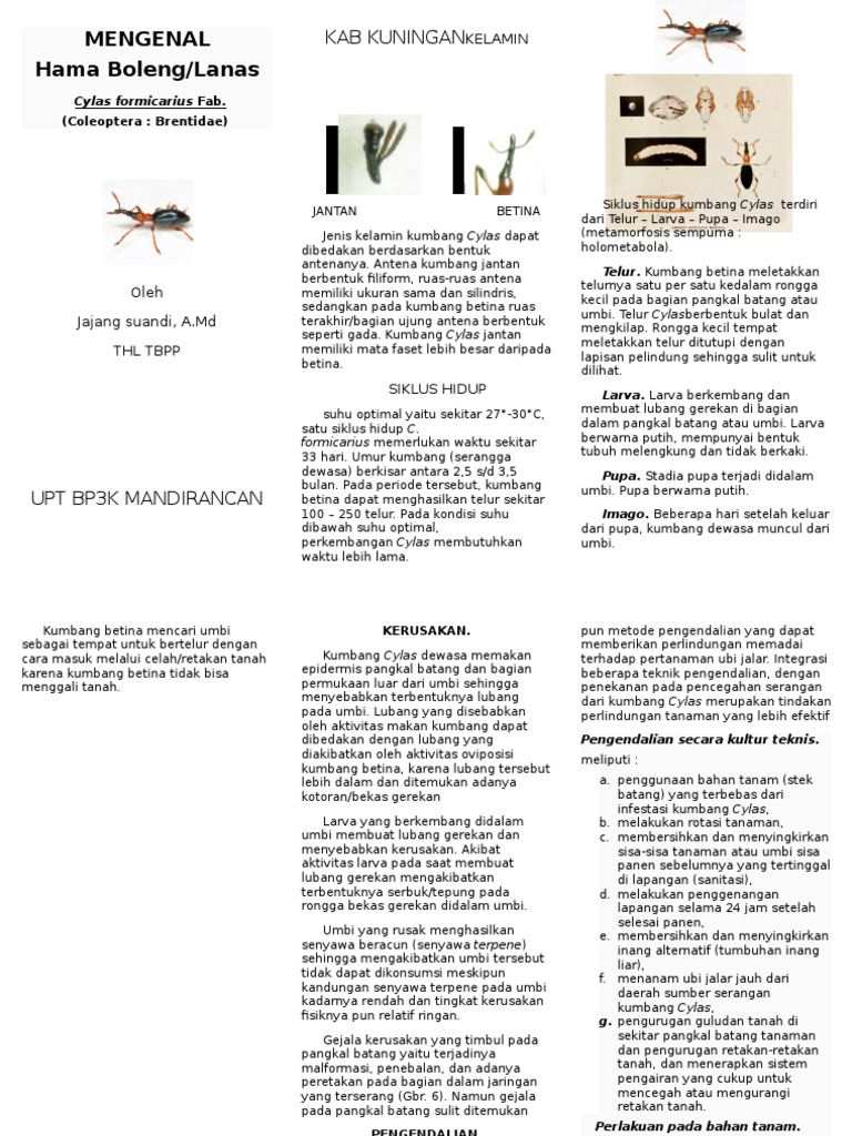 Liplate Lanas | PDF
