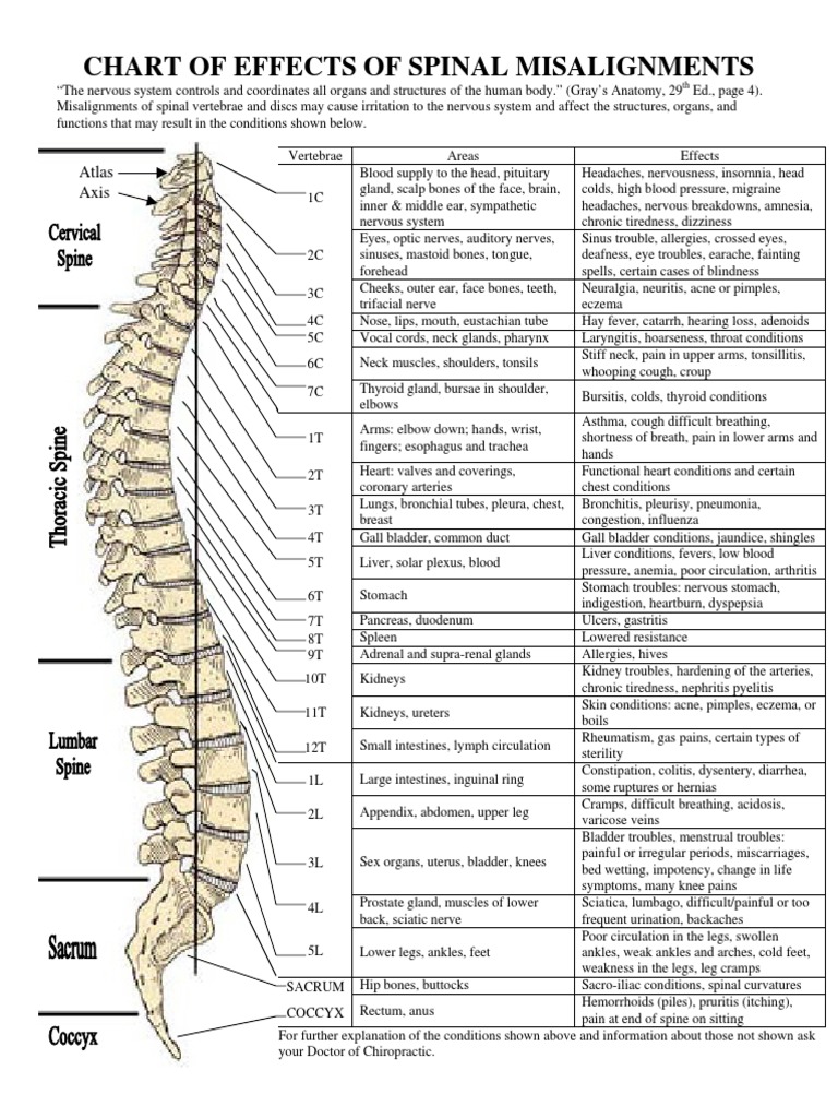 Chart of Effects of Spinal Misalignments PDF | PDF | Neck | Arm