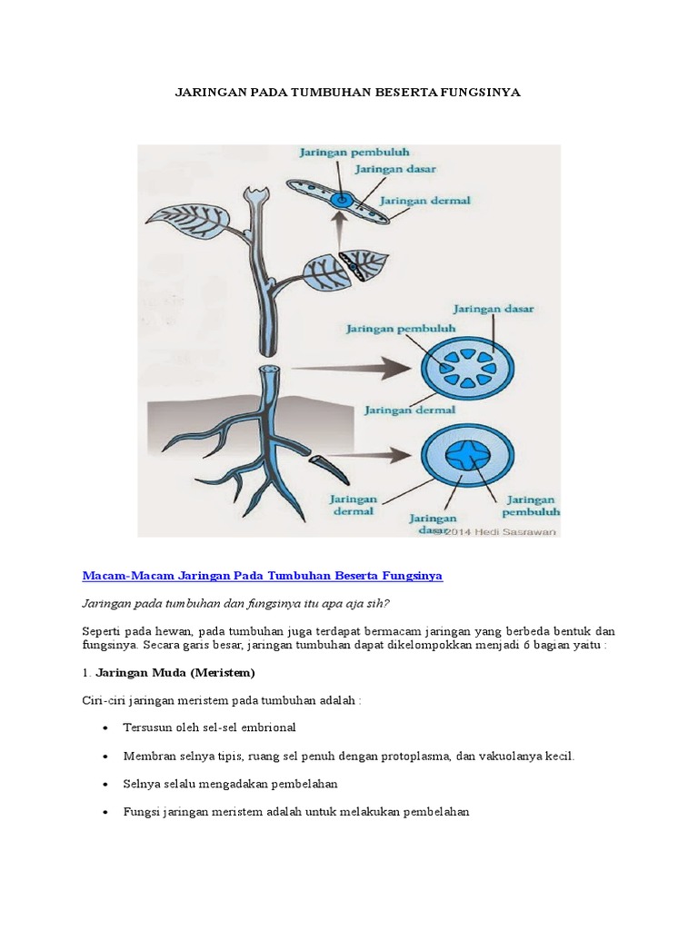 Jaringan Pada Tumbuhan Beserta Fungsinya | PDF