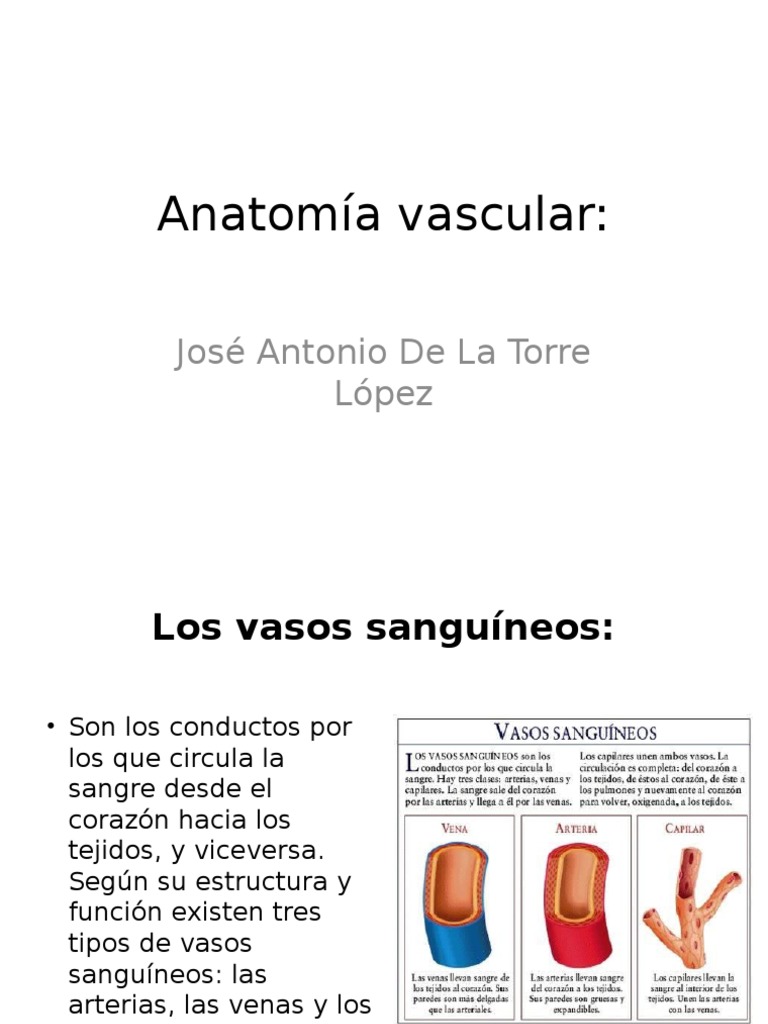 Anatomía Vascular | PDF | Aorta | Artería