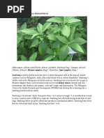 Damong Maria: Herbal Benefits and Uses | PDF | Wellness | Medical