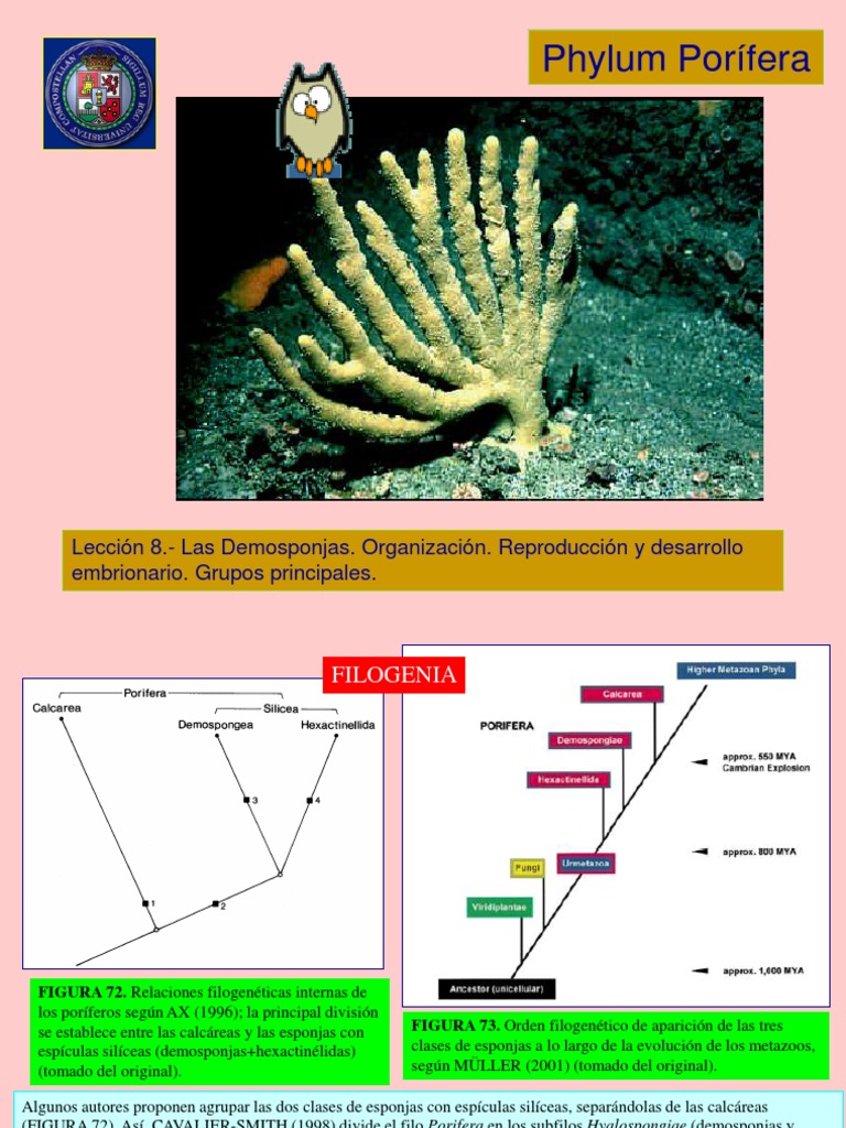 Leccion 08 Demosponjas | PDF | Esponja | Zoología