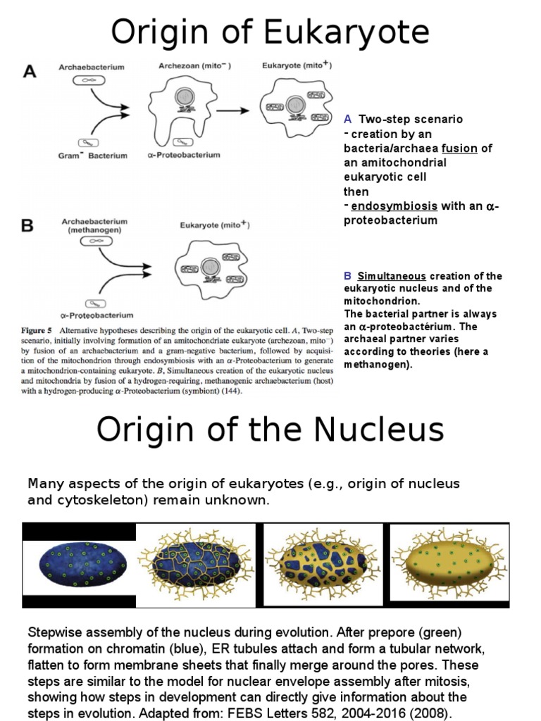 Origin of the Nucleus | Eukaryotes | Cytoskeleton