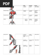 Rabbit Muscle Anatomy Overview | PDF | Lower Limb Anatomy | Soft Tissue