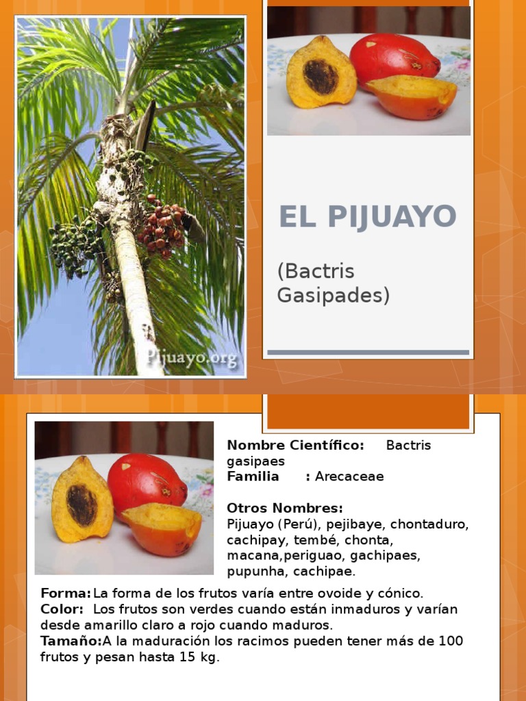 El Pijuayo | PDF