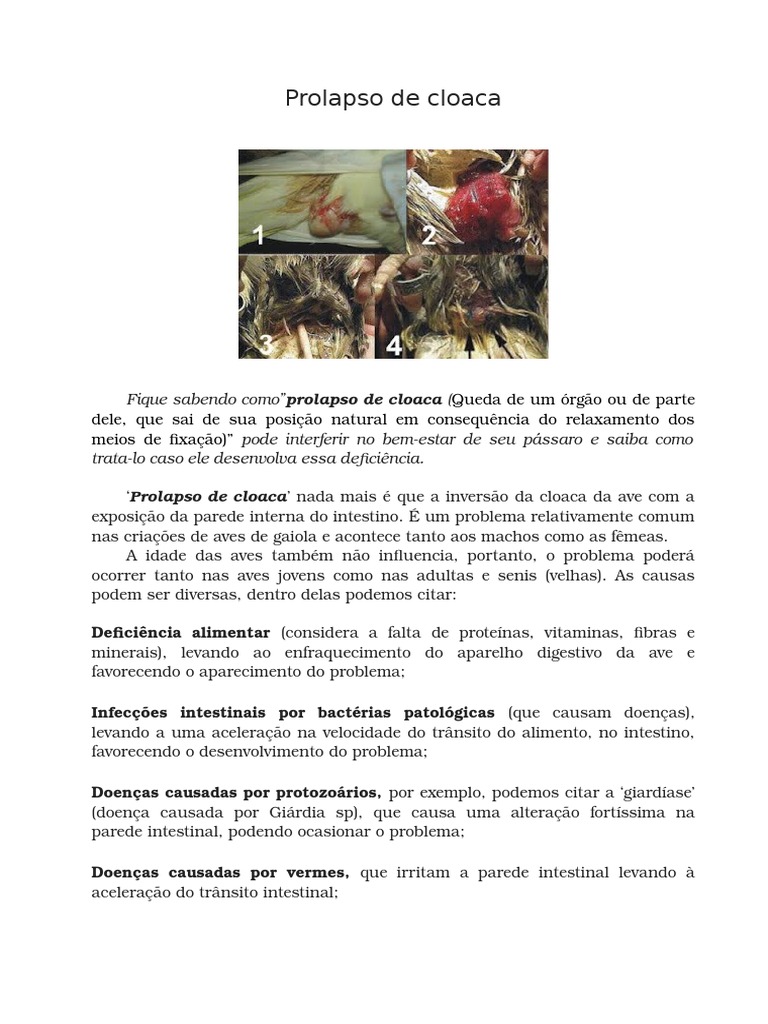 Prolapso de Cloaca | PDF | Aves | Ciências da Saúde