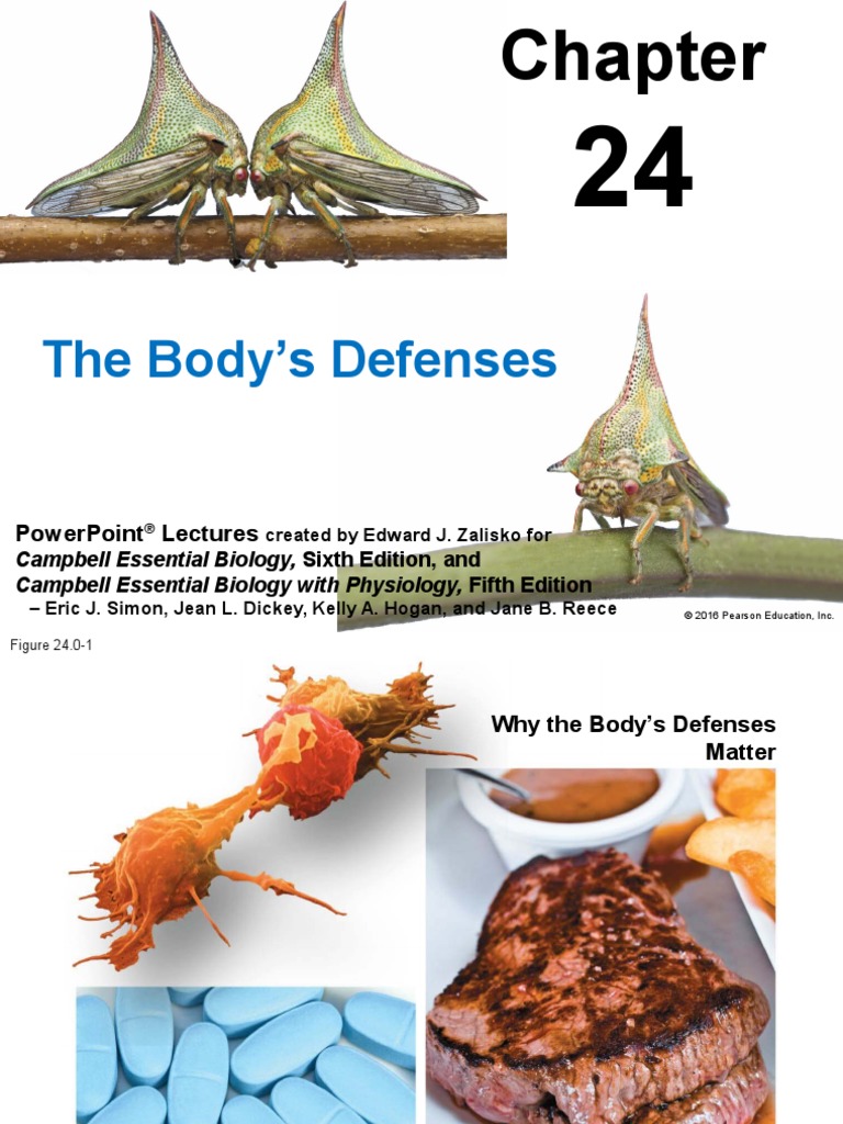 The Bodys Defence | PDF | Lymphatic System | T Helper Cell