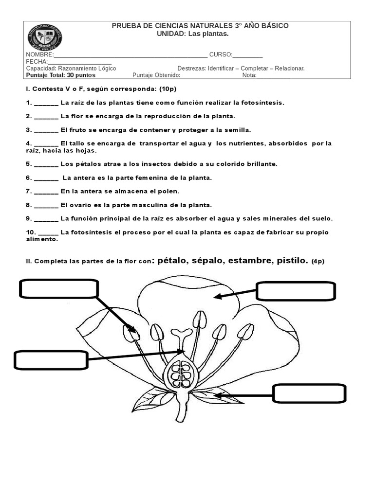 Prueba Las Plantas | PDF