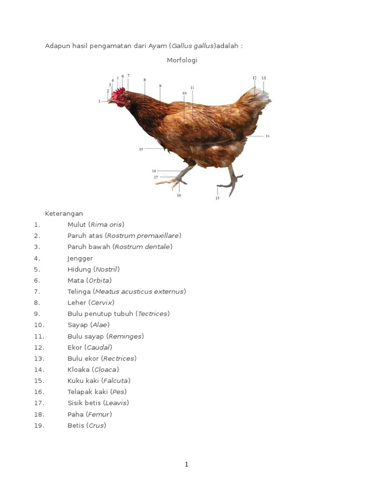 Anatomi Ayam | PDF