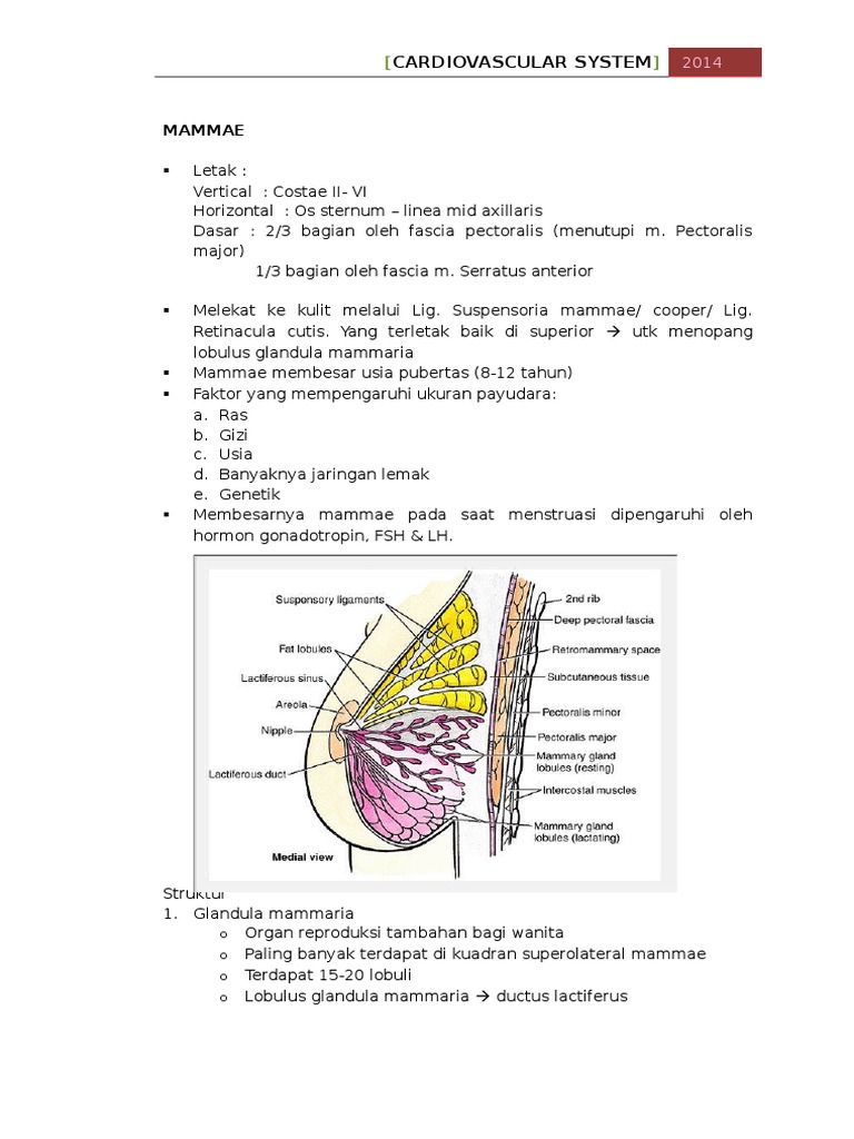 Anatomi dan Vaskularisasi Mammae | PDF | Sains & Matematika