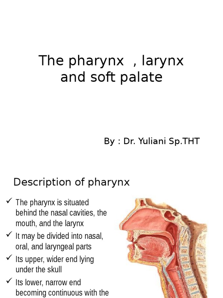 Larynx Pharynx Difference Basic Airway Anatomy Guide
