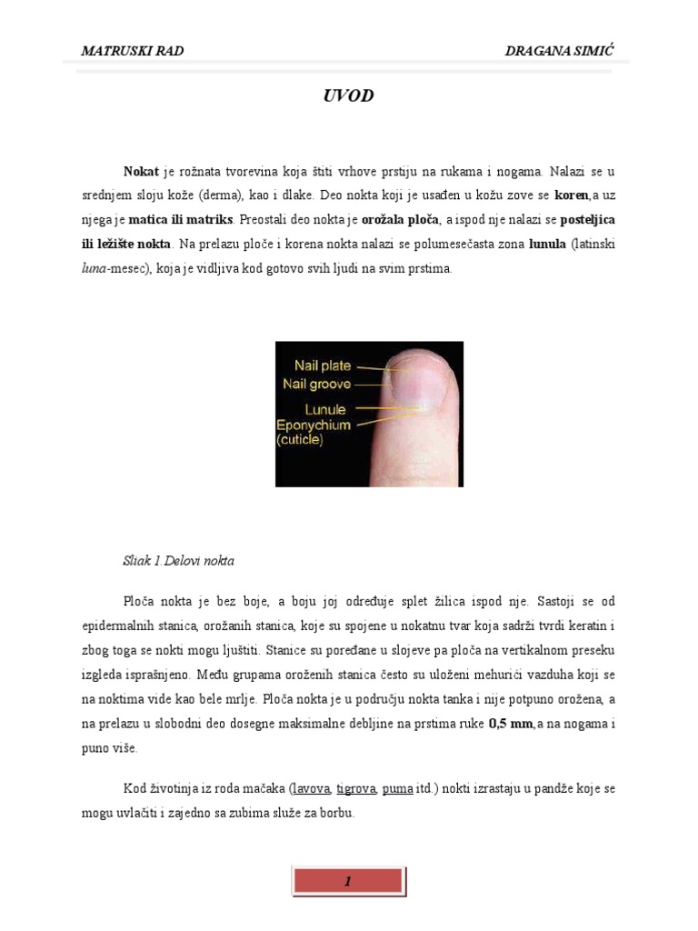 Maturski Rad Dragana Simic | PDF